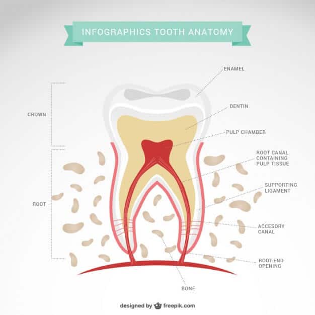 Socket Preservations after a Tooth is Removed