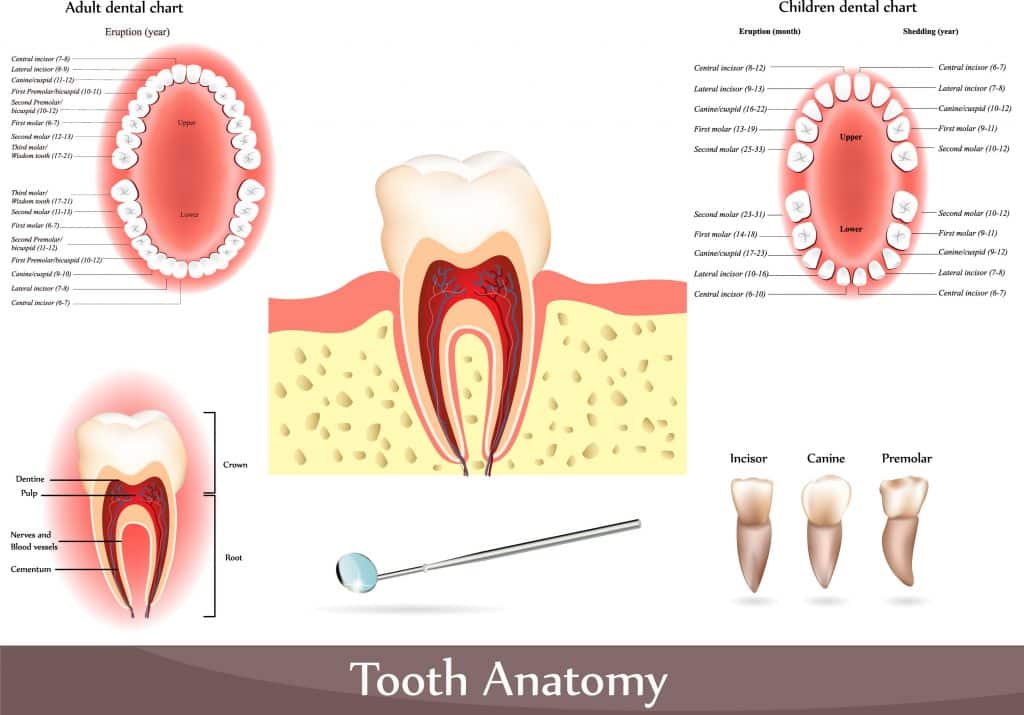 Teeth Have Jobs Too! - A Dental Office
